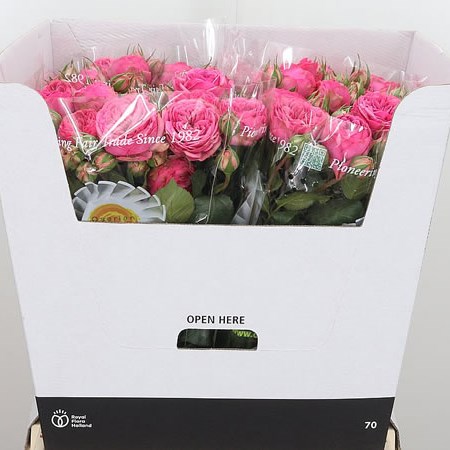 Rose Spray Piano Pink 70cm | Wholesale Dutch Flowers & Florist Supplies UK