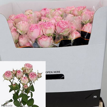 Rose Spray Pink Blossoms 70cm | Wholesale Dutch Flowers & Florist ...