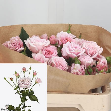 Rose Spray Pink Essence 60cm | Wholesale Dutch Flowers & Florist ...