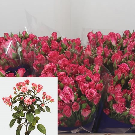 Rose Spray Pink Flash 50cm | Wholesale Dutch Flowers & Florist Supplies UK