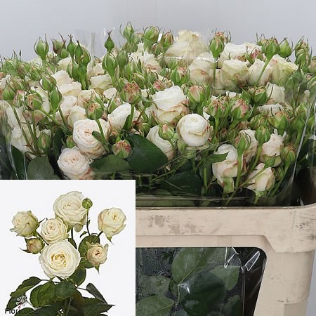 Rose Spray Princess Bombastic 80cm | Wholesale Dutch Flowers & Florist ...