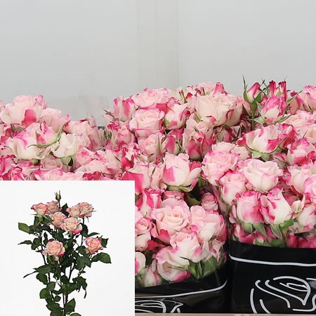 Rose Spray Reflex 50cm | Wholesale Dutch Flowers & Florist Supplies UK