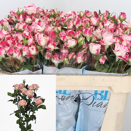 Rose Spray Reflex 70cm | Wholesale Dutch Flowers & Florist Supplies UK