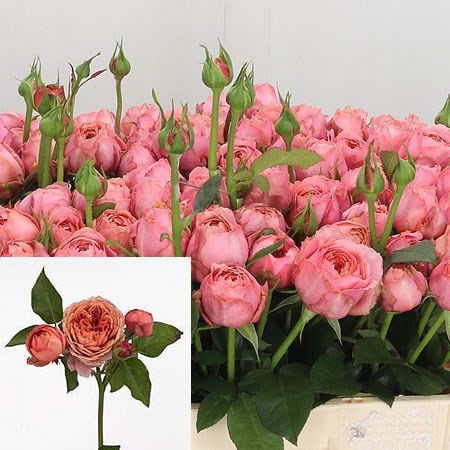 Rose Spray Roman Antike 50cm | Wholesale Dutch Flowers & Florist ...