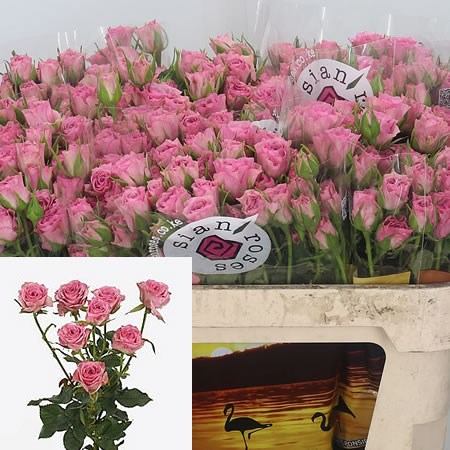 Rose Spray Rowena 70cm | Wholesale Dutch Flowers & Florist Supplies UK