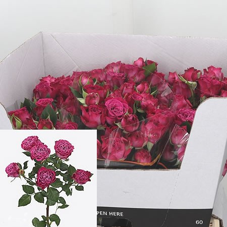 Rose Spray Royal Magic 60cm | Wholesale Dutch Flowers & Florist Supplies UK