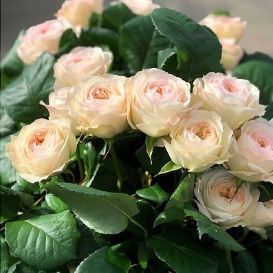 Rose Spray Royal Park 60cm | Wholesale Dutch Flowers & Florist Supplies UK