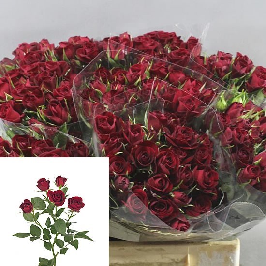 Rose Spray Rubicon 50cm | Wholesale Dutch Flowers & Florist Supplies UK