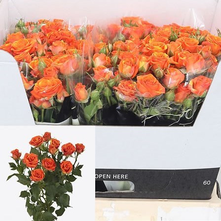 Rose Spray Smashing 70cm | Wholesale Dutch Flowers & Florist Supplies UK