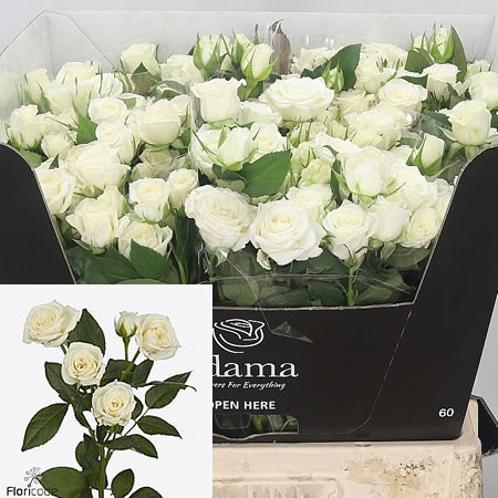 Rose Spray Snow Bubbles 60cm | Wholesale Dutch Flowers & Florist ...