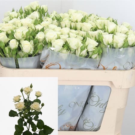 Rose Spray Snowflake 50cm | Wholesale Dutch Flowers & Florist Supplies UK