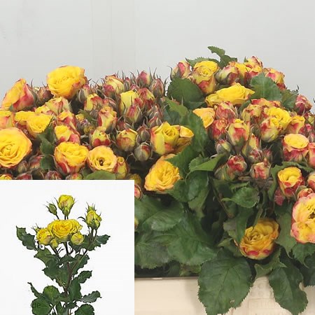 Rose Spray Solero Freelander 35cm | Wholesale Dutch Flowers & Florist ...
