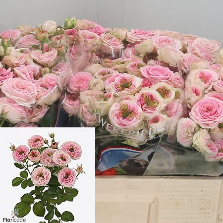 Rose Spray Sparkling Yo-yo 60cm | Wholesale Dutch Flowers & Florist ...