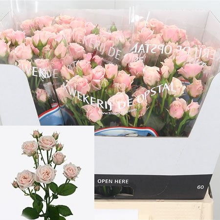 Rose Spray Sweet 4 tune 50cm | Wholesale Dutch Flowers & Florist ...
