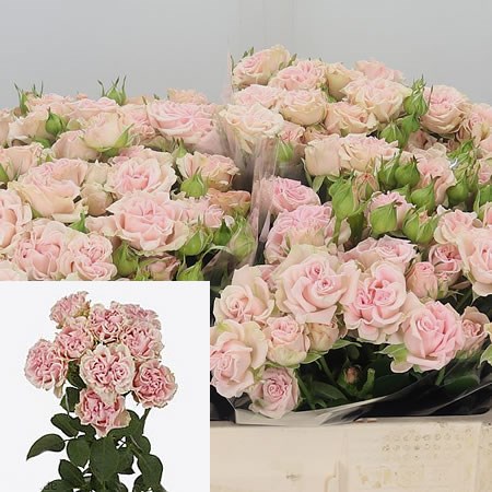 Rose Spray Sweet Flow 50cm | Wholesale Dutch Flowers & Florist Supplies UK