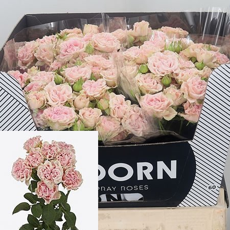 Rose Spray Sweet Flow 60cm | Wholesale Dutch Flowers & Florist Supplies UK