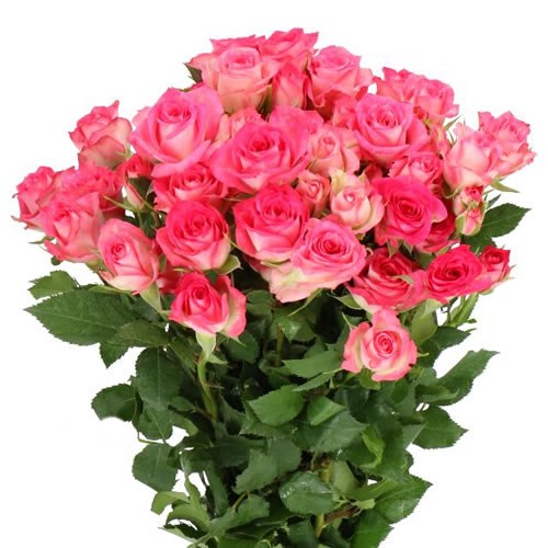 Rose Spray Sweet Julia 50cm | Wholesale Dutch Flowers & Florist Supplies UK