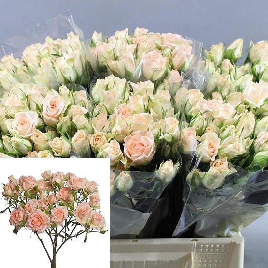 Rose Spray Sweet Sara 60cm | Wholesale Dutch Flowers & Florist Supplies UK