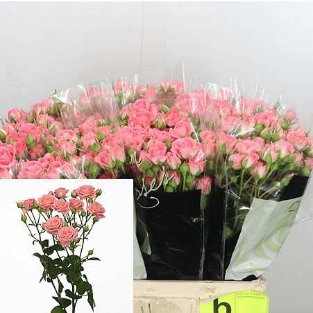 Rose Spray Sylvana 70cm | Wholesale Dutch Flowers & Florist Supplies UK