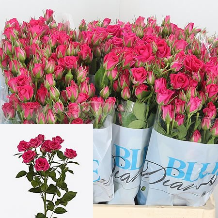 Rose Spray Tessa 60cm | Wholesale Dutch Flowers & Florist Supplies UK