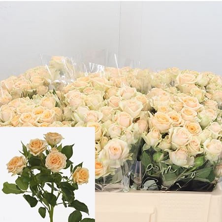 Rose Spray Trinity 50cm | Wholesale Dutch Flowers & Florist Supplies UK