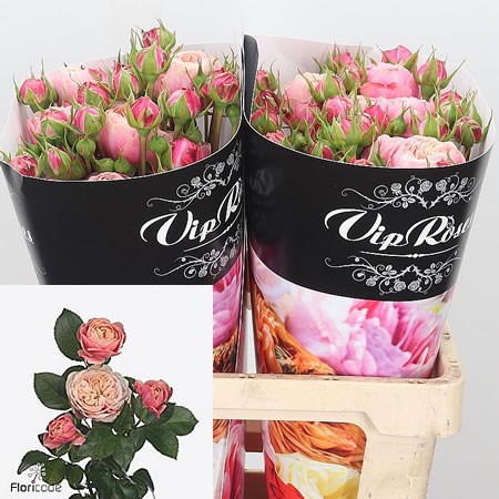Rose Spray Victorian Classic 60cm | Wholesale Dutch Flowers & Florist ...