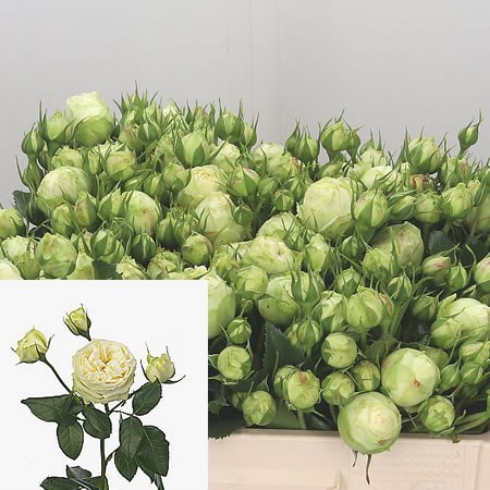 Rose Spray Wedding Piano 55cm | Wholesale Dutch Flowers & Florist ...