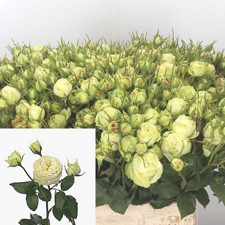 Rose Spray Wedding Piano 60cm | Wholesale Dutch Flowers & Florist ...