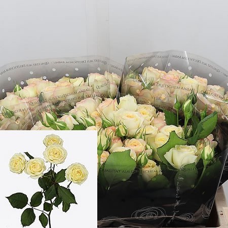 Rose Spray Wedding Yo-Yo 60cm | Wholesale Dutch Flowers & Florist ...