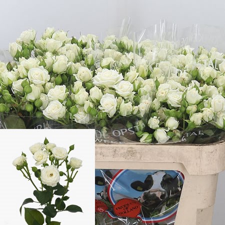 Rose Spray White Lady 90cm | Wholesale Dutch Flowers & Florist Supplies UK