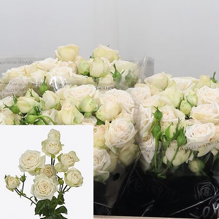 Rose Spray White Yo-Yo 50cm | Wholesale Dutch Flowers & Florist Supplies UK