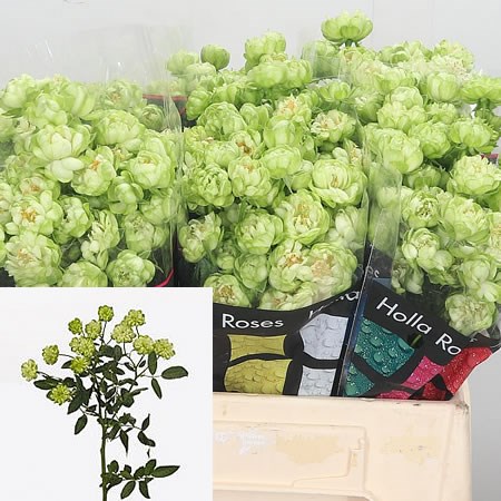 Rose Spray Wild Eclaire 40cm | Wholesale Dutch Flowers & Florist ...