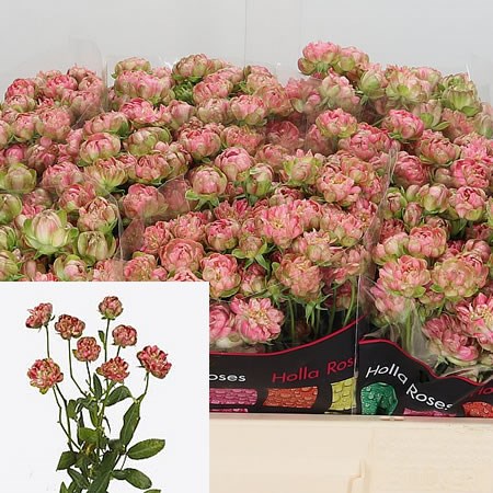 Rose Spray Wild Radish 50cm | Wholesale Dutch Flowers & Florist Supplies UK