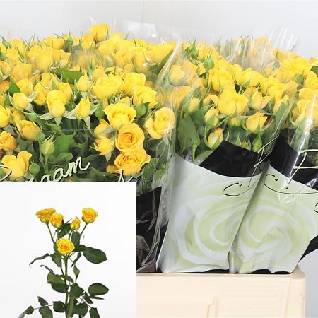 Rose Spray Yellow Babe 60cm | Wholesale Dutch Flowers & Florist Supplies UK