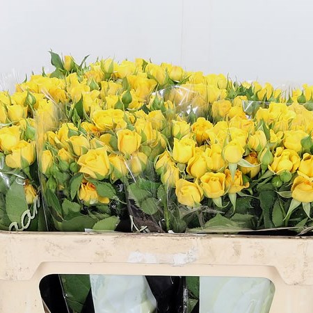 Rose Spray Yellow Babe 70cm | Wholesale Dutch Flowers & Florist Supplies UK