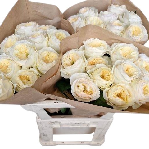 Rose Stanley Park 70cm | Wholesale Dutch Flowers & Florist Supplies UK