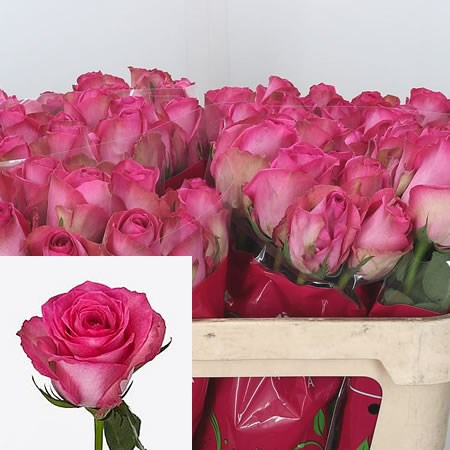 Rose Supreme 70cm | Wholesale Dutch Flowers & Florist Supplies UK
