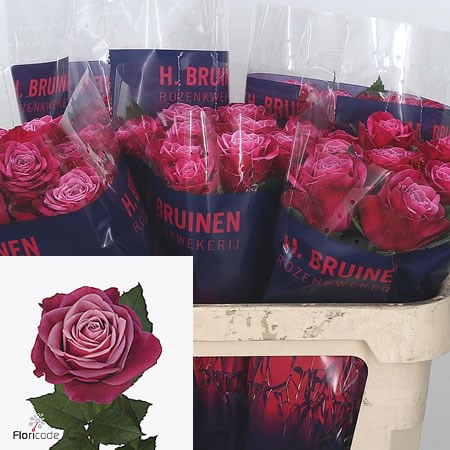 Rose Susan 70cm | Wholesale Dutch Flowers & Florist Supplies UK
