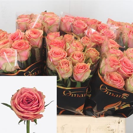 Rose Suzy Q 50cm | Wholesale Dutch Flowers & Florist Supplies UK