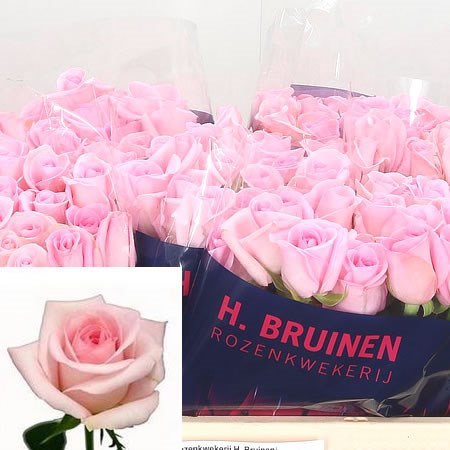 Rose Sweet Akito 50cm | Wholesale Dutch Flowers & Florist Supplies UK