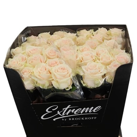 Rose Sweet Caroline 60cm | Wholesale Dutch Flowers & Florist Supplies UK