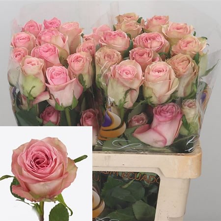 Rose Sweet Elegance (Ecuador) 50cm | Wholesale Dutch Flowers & Florist ...