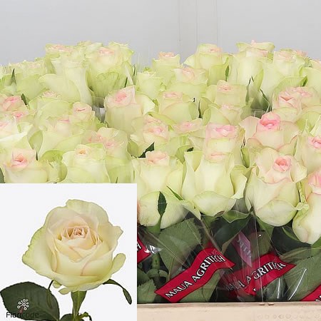 Rose Sweet Jumilia 50cm | Wholesale Dutch Flowers & Florist Supplies UK