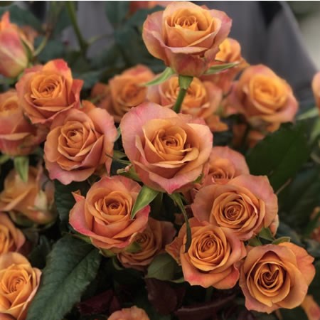 Rose Symbol 60cm | Wholesale Dutch Flowers & Florist Supplies UK