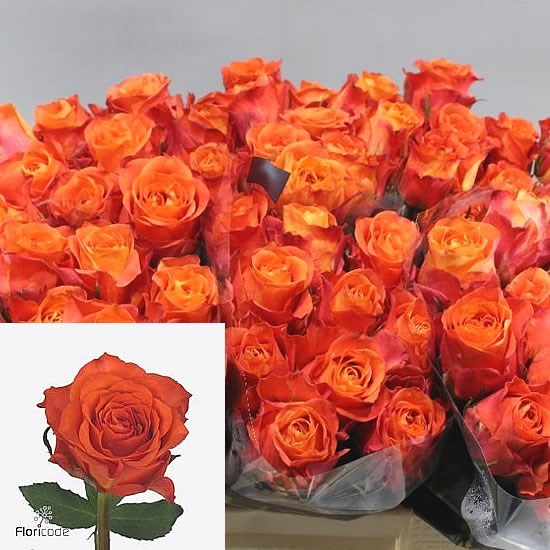 Rose Tabasco 60cm | Wholesale Dutch Flowers & Florist Supplies UK
