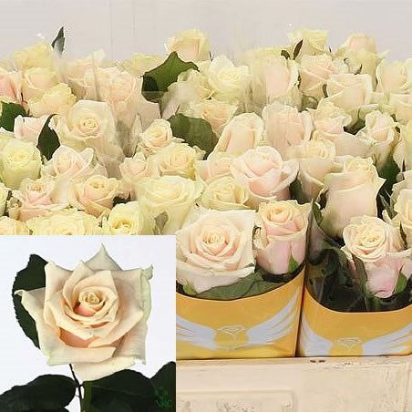 Rose Talea 60cm | Wholesale Dutch Flowers & Florist Supplies UK