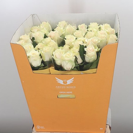 Rose Talea 80cm | Wholesale Dutch Flowers & Florist Supplies UK