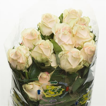 Rose Talea (Ecuador) 50cm | Wholesale Dutch Flowers & Florist Supplies UK