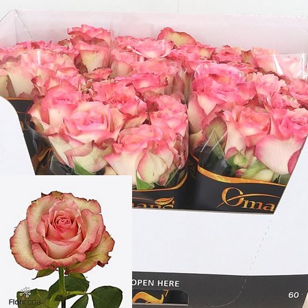 Rose Talisman 50cm | Wholesale Dutch Flowers & Florist Supplies UK