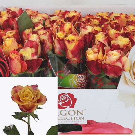 Rose Tamara 60cm | Wholesale Dutch Flowers & Florist Supplies UK
